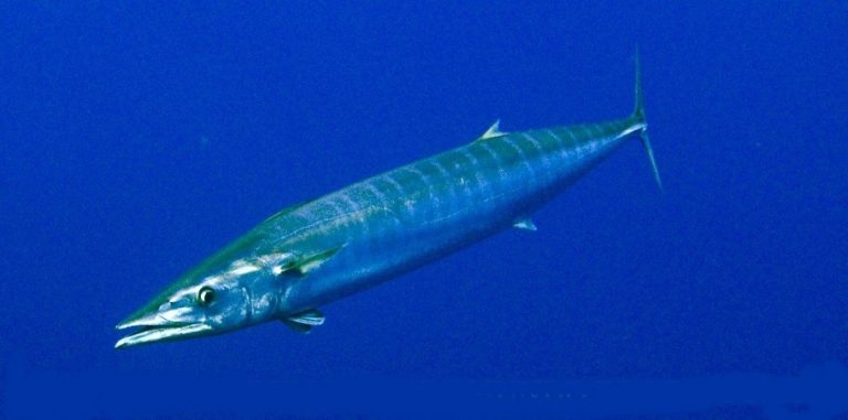 Cavala: características, reprodução, alimentação e curiosidades | Blog ...