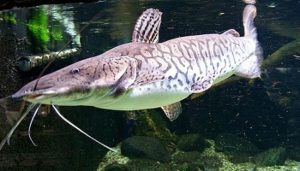 Surubim peixe: características, reprodução, alimentação, habitat e ...