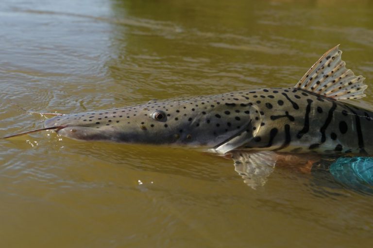 Cachara peixe: características, reprodução, alimentação, habitat e ...
