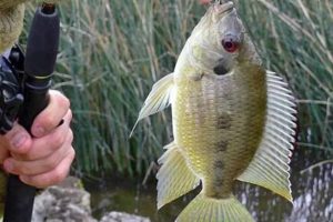 Peixe cará: características, reprodução, alimentação, habitat e tipos ...