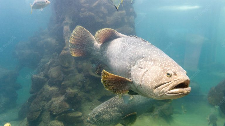 Garoupa gigante: origem, características, alimentação, curiosidades e ...