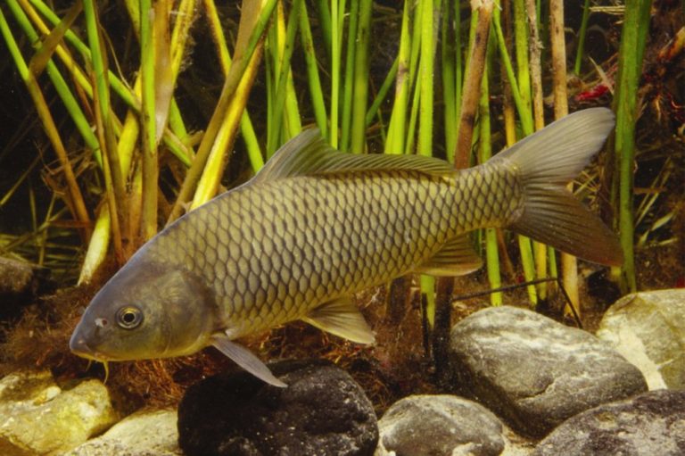 Carpa húngara: características, reprodução, alimentação e habitat