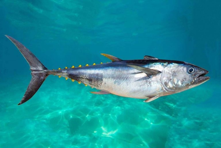 Peixe bonito: características, reprodução, alimentação, habitat e tipos ...