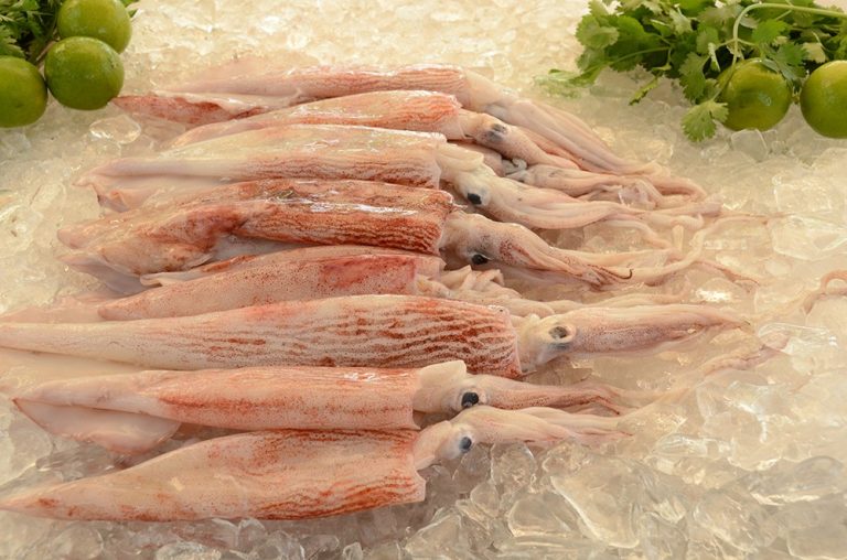 Lula: espécies, características, reprodução, alimentação e habitat ...