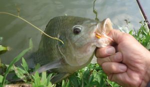 Peixe cará: características, reprodução, alimentação, habitat e tipos ...