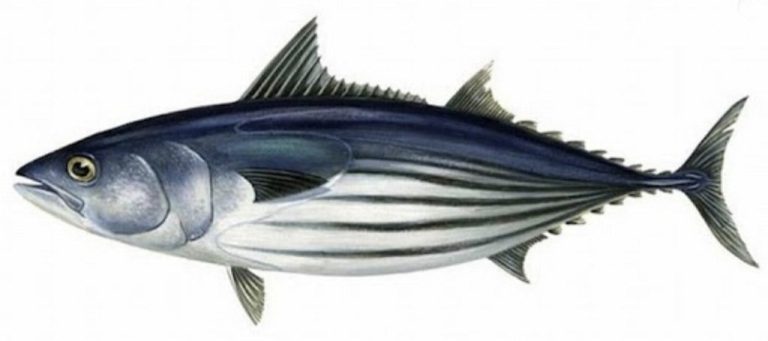 Peixe bonito: características, reprodução, alimentação, habitat e tipos ...