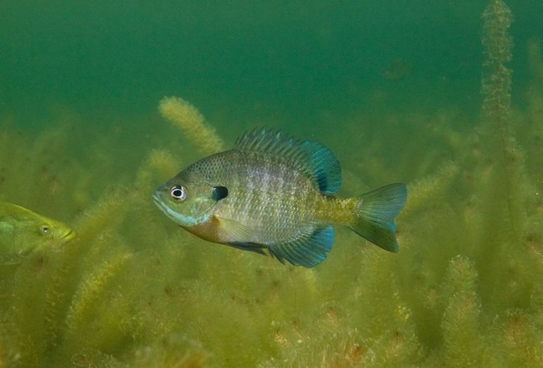 Peixe cará: características, reprodução, alimentação, habitat e tipos ...
