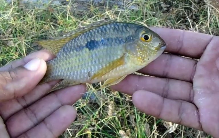 Peixe cará: características, reprodução, alimentação, habitat e tipos ...