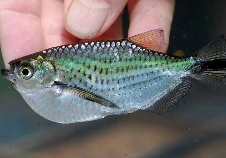 Sardinha do rio: características, reprodução, alimentação e habitat ...