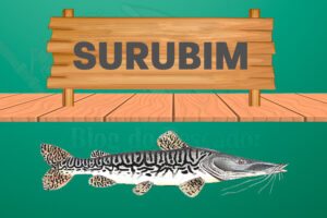 Surubim peixe: características, reprodução, alimentação, habitat e ...