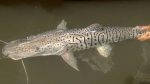 Surubim peixe: características, reprodução, alimentação, habitat e ...
