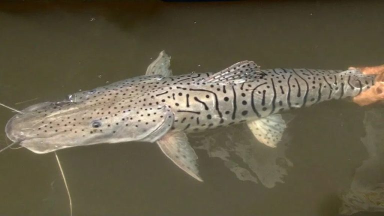 Surubim peixe: características, reprodução, alimentação, habitat e ...