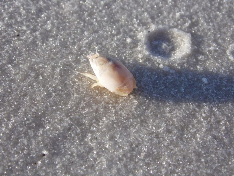 Tatuíra: o que é, características, para que serve e onde encontrar ...