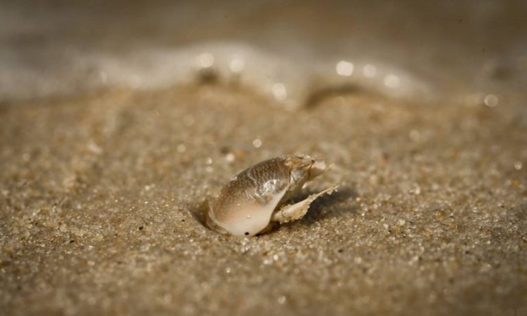 Tatuíra: o que é, características, para que serve e onde encontrar ...