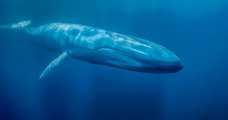Baleia azul: características, reprodução, alimentação, habitat, ameaças ...