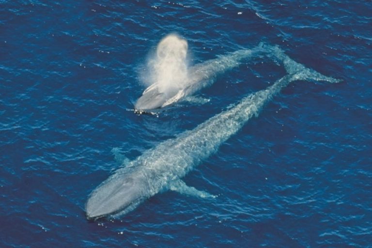 Baleia azul: características, reprodução, alimentação, habitat, ameaças ...