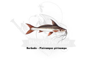 34 Tipos de peixe de água doce mais conhecidos no Brasil | Blog do Pescador