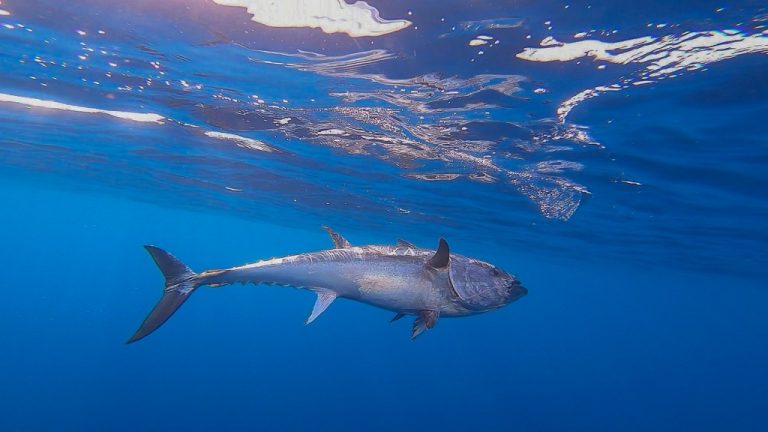 Atum-rabilho: características, reprodução, alimentação, habitat e ...