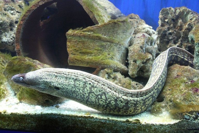 Moreia peixe: características, reprodução, alimentação, habitat e ...