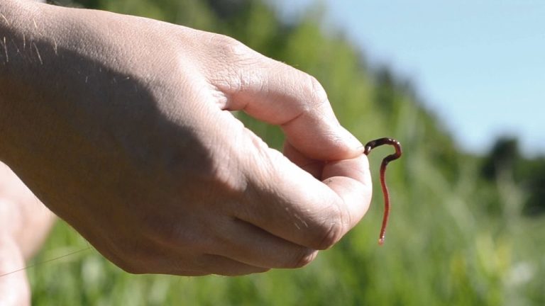 Minhoca: o que são, características, habitat, como usar de isca? e como ...