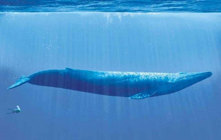 Baleia azul: características, reprodução, alimentação, habitat, ameaças ...