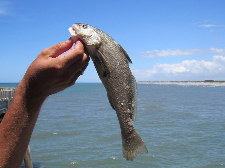 Papa-terra peixe: características, reprodução, alimentação ...
