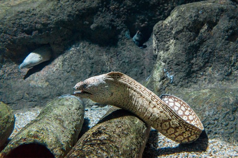 Moreia peixe: características, reprodução, alimentação, habitat e ...