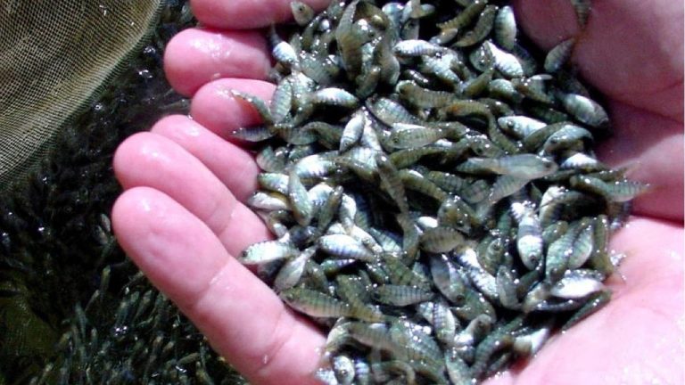 Alevinos: o que são, para que serve, tipos, preço, como criar e qual a ...