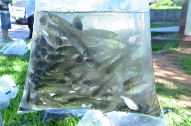 Alevinos: o que são, para que serve, tipos, preço, como criar e qual a ...