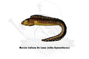 9 Tipos de moreia: características, alimentação e informações