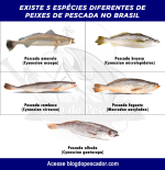 5 Tipos de pescada: origem, características, informações e muito mais ...