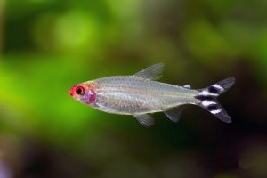 Rodóstomo peixe: origem, características, reprodução, alimentação ...