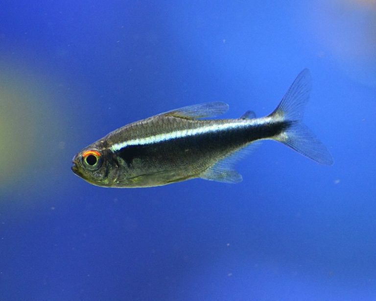 Neon negro peixe: origem, características, reprodução, alimentação ...