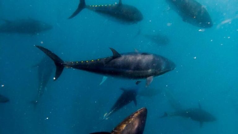 Atum patudo: características, comportamento, alimentação e curiosidades ...