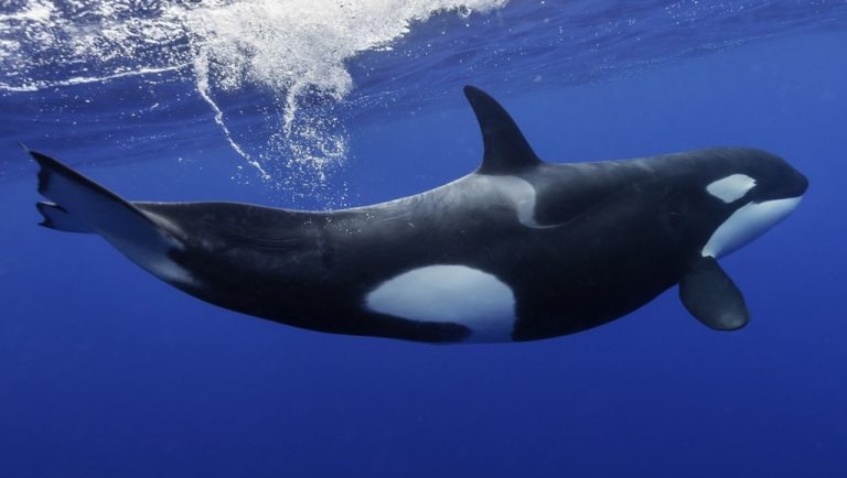 Baleia orca: características, alimentação, comportamento e curiosidades ...