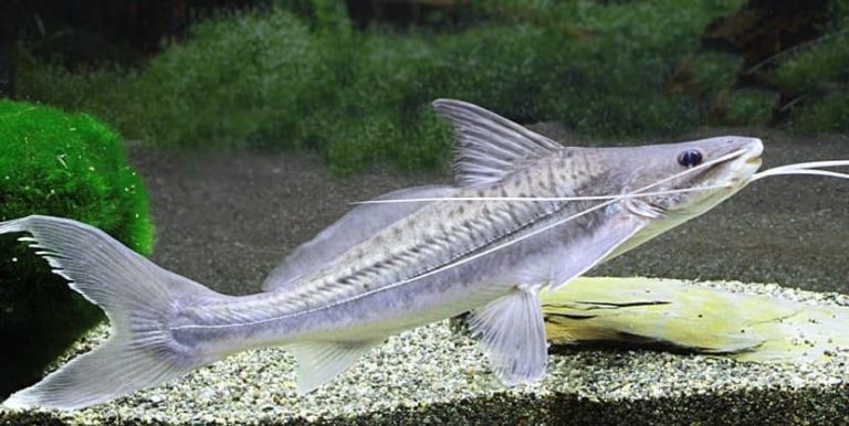 Barbado peixe: características, reprodução, alimentação, habitat e ...
