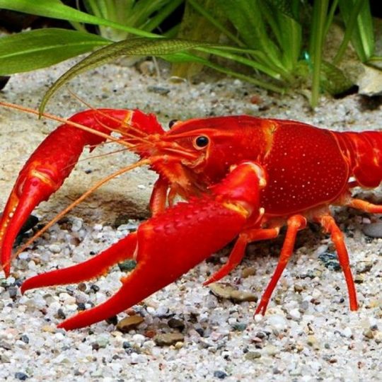 Lagosta: espécies, características, reprodução, alimentação ...