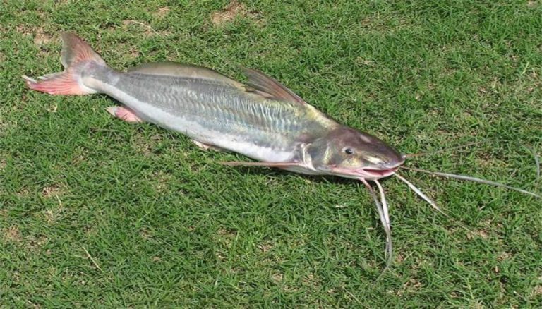 Barbado peixe: características, reprodução, alimentação, habitat e ...