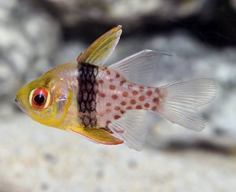 Cardinal pajama peixe: características, reprodução, alimentação ...