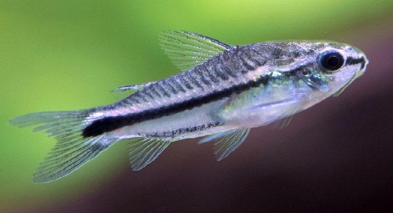 Corydora pigmeu peixe: origem, características, reprodução, alimentação ...