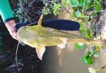 Dourada peixe: características, reprodução, alimentação, habitat e ...