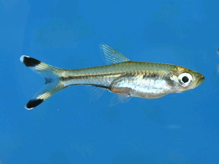 Rasbora tesourinha peixe: características, reprodução, alimentação ...