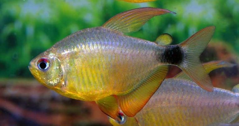 Tetra heliacus peixe: características, reprodução, alimentação, habitat ...