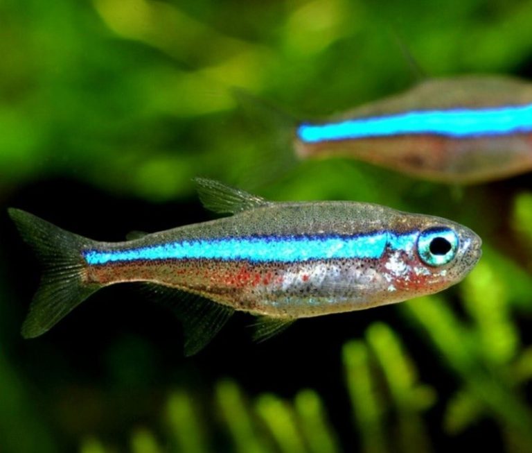 Tetra neon verde peixe: origem, características, reprodução ...