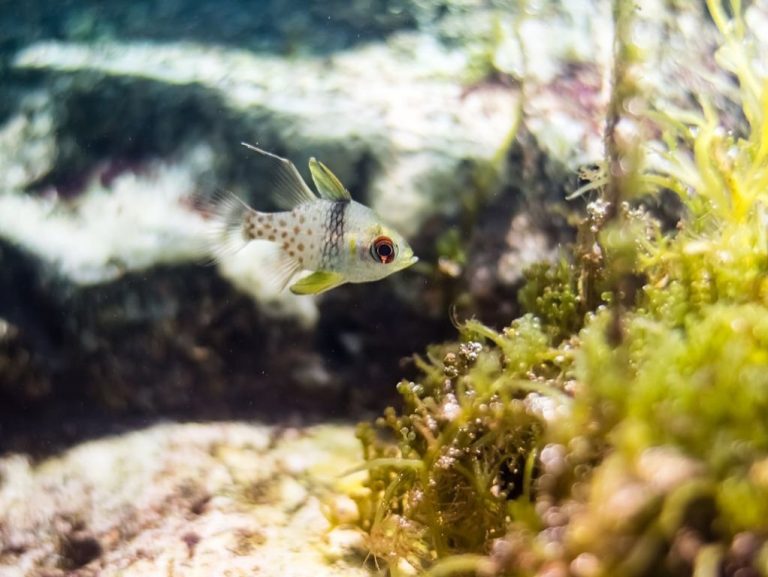 Cardinal pajama peixe: características, reprodução, alimentação ...