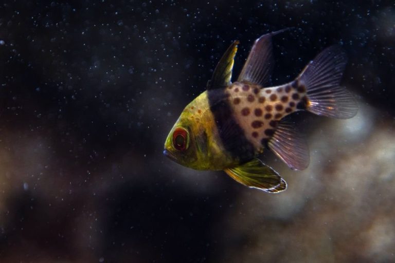 Cardinal pajama peixe: características, reprodução, alimentação ...