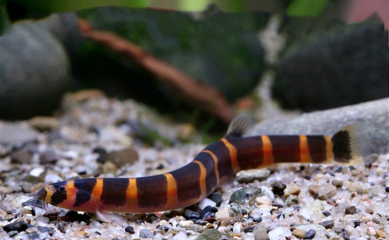 Cobrinha kuhli peixe: origem, características, reprodução, alimentação ...