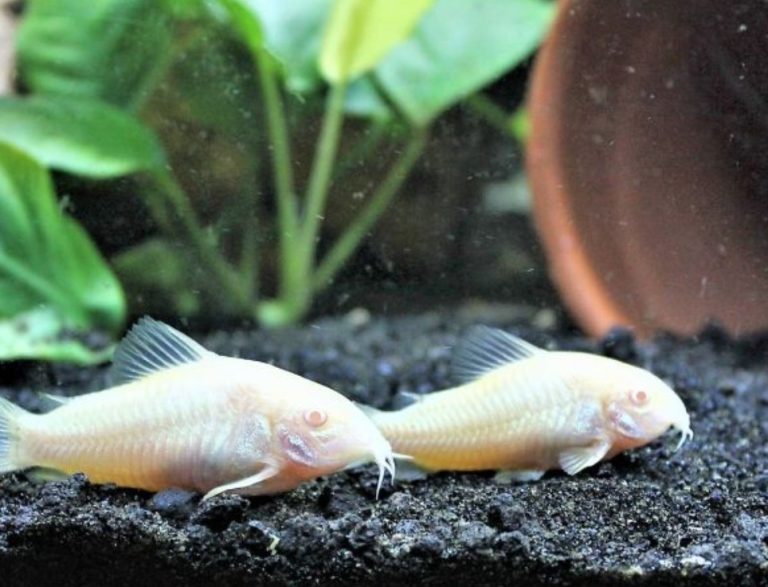 Coridora albina peixe: características, alimentação, habitat e dicas