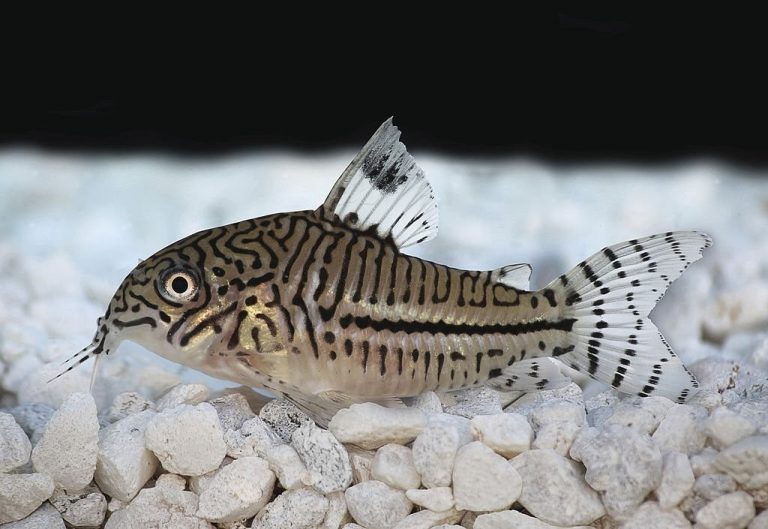 Coridora leopardo peixe: características, alimentação e habitat