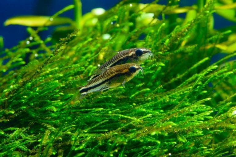 Corydora pigmeu peixe: origem, características, reprodução, alimentação ...